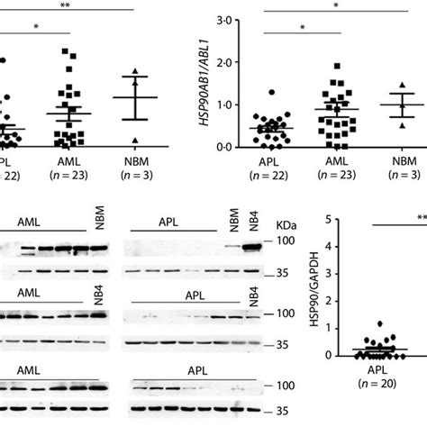 Effects Of Atra Ato And Pmlrara On Hsp90 Expression A Hsp90aa1 And
