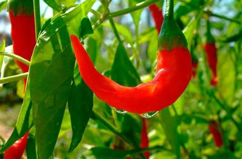 Выращивание горького перца | Vegetable garden, Companion planting ...