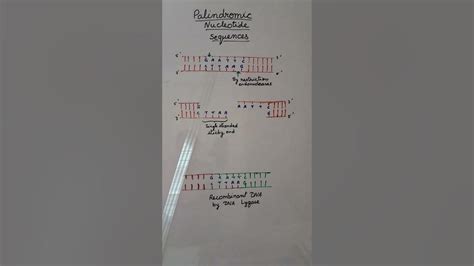 Palindromic Nucleotide Sequences Youtube