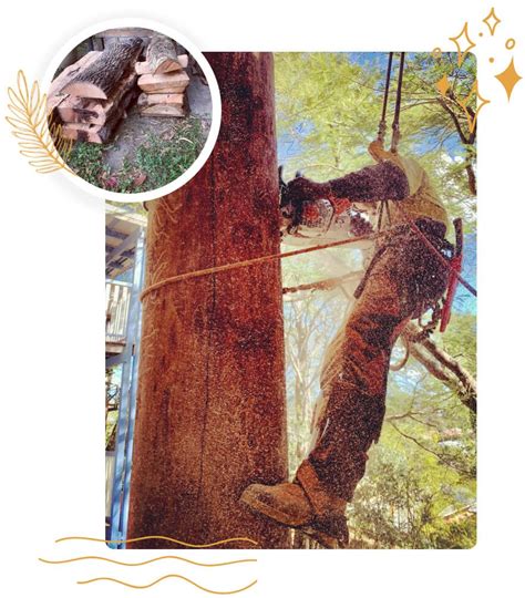 Tree Removal Professional Safe Ethical Tree Care Bardon Trees