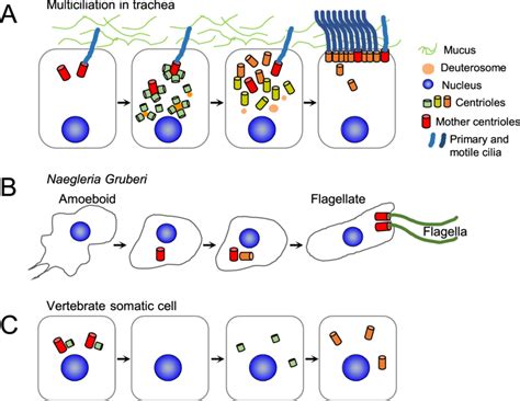 Centriole Amplification In Multiciliated Cells And Centriole De Novo Download Scientific
