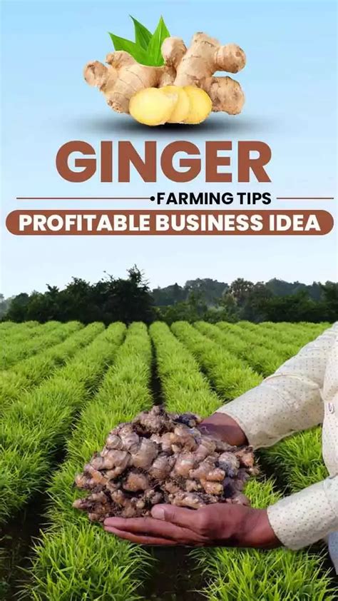 Best 5 Ginger Farming Tips How To Grow Ginger Crop