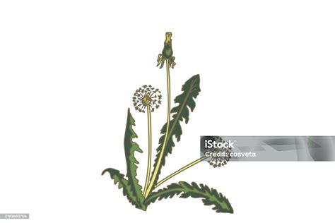 파스텔 그린 색상의 식물 의료 식물과 꽃 민들레 꽃다발은 흰색 배경 벡터 그림에 고립되어 있습니다 상표 결혼식 초대장 인사말 카드 제품 인쇄를 위한 그래픽 디자인 0명에