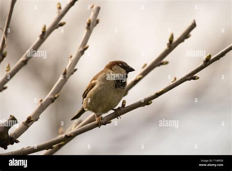 Sparrow In A Tree Stock Photo Alamy