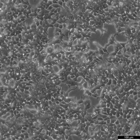 Verified Cells And Cell Lines For Research Cytion