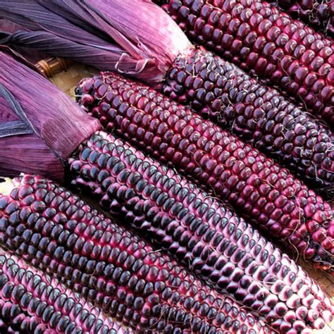 Double Red Sweet Corn Seeds Purple Husk Bloody Butcher Seneca Stalker