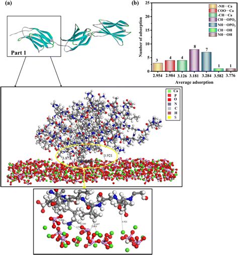 Regulation Of Recombinant Humanized Collagen On Hap Growth And Its Molecule Simulation Rsc