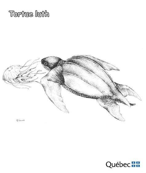 Leatherback Turtle Coloring Page Free Printable
