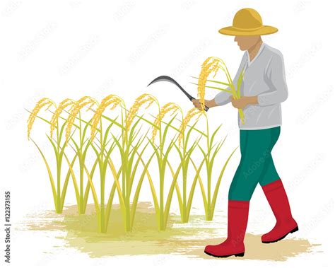 Farmer Harvest Rice Vector Design Stock Vector Adobe Stock
