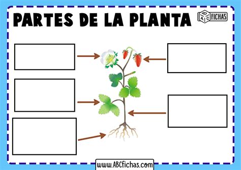 Partes De Una Planta Abc Fichas