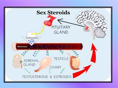 Endocrine Glands Structure And Function Pptx