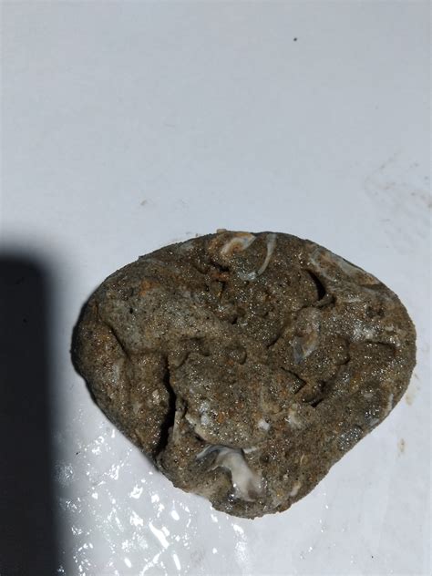 This Looks Like A Bird With A Massive Beak Still In Its Egg Fossil Id The Fossil Forum