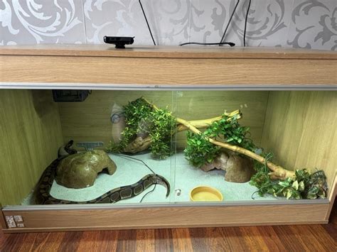 Female Royal Python 4ft Vivarium Etc For Sale In Doncaster South Yorkshire Preloved