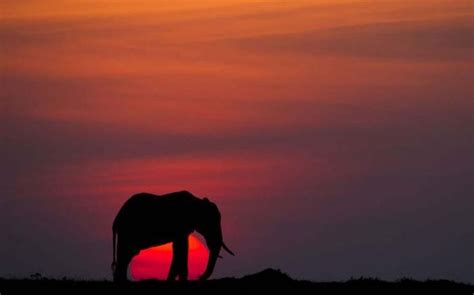 Purple Sunset Elephant World Elephant Day Elephant Silhouette