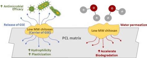 壳聚糖与聚己内酯和葡萄柚籽提取物共混物对活性包装和生物降解的影响 Food Packaging And Shelf Life X Mol