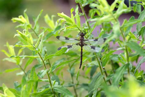 Dragonflies Stalking And Photographing Natures Mosquito Hawks In The