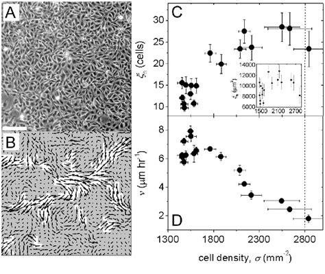 figure 1 from glass like dynamics of collective cell migration semantic scholar