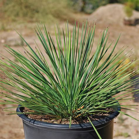 Shop Yucca Linearifolia Linear Leaf Yucca Care And Growing Guide
