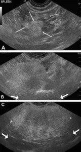 What Is Your Diagnosisinjournal Of The American Veterinary Medical