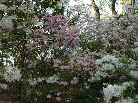 Native Azaleas Garden Azaleas Plants
