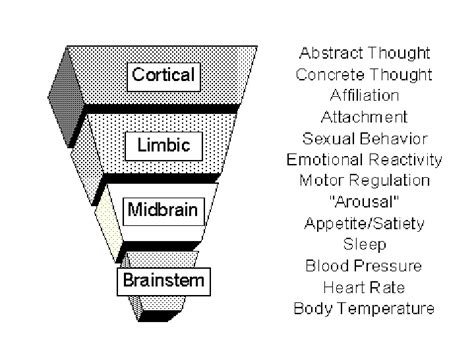 Hierarchy Of Brain Function The Human Brain Is Organized From The Most