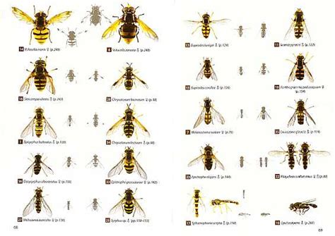 Britains Hoverflies A Field Guide 2nd Ed By Ball S And Morris R
