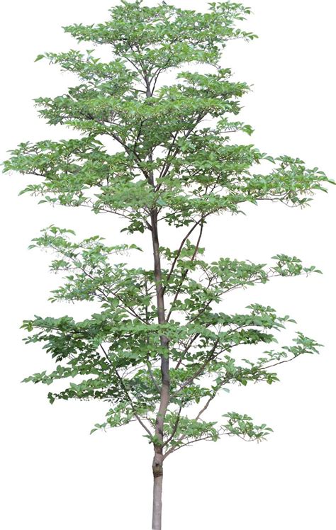 Download Tree PNG Image Transparent Background