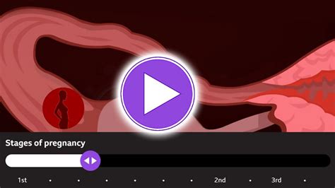 Human Reproduction Reproduction Ks3 Biology Bbc Bitesize Bbc