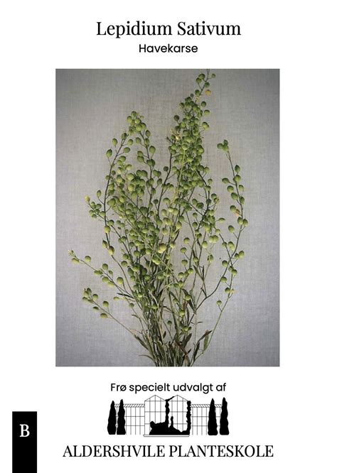 Frø Lepidium Sativum