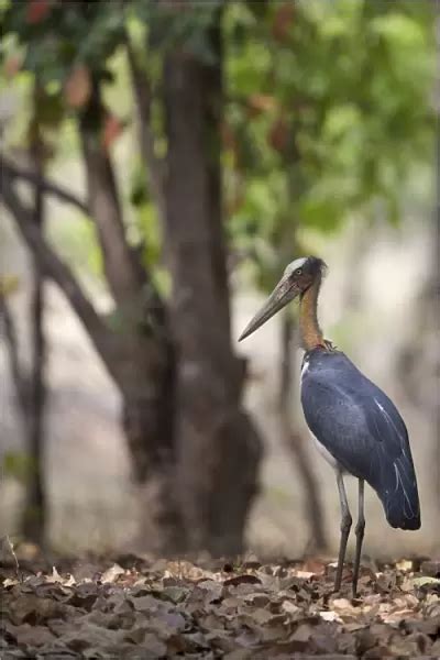 Photographic Print Of Lesser Adjutant Leptoptilos Javanicus Adult