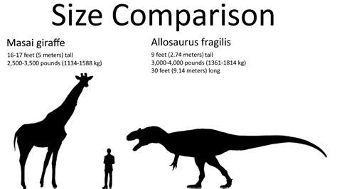 Giraffe And Allosaurus Fragilis Size Comparison Rdinosaurs