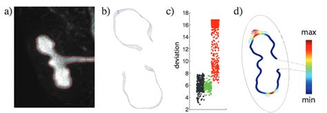 Investigating Turings Theory Of Morphogenesis Comsol Blog