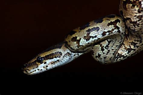 10 Disastrous Consequences Of Humans Importing Invasive Species