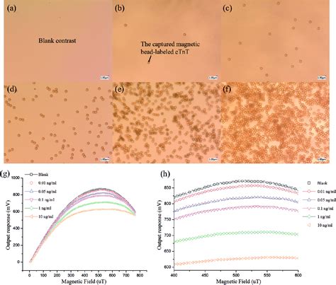 Sensitive Detection Of Cardiac Troponin T Based On Superparamagnetic Bead Labels Using A