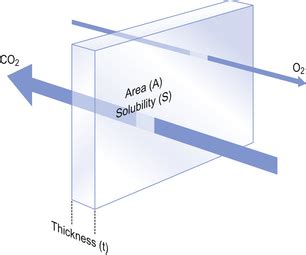 GAS EXCHANGE BETWEEN AIR AND BLOOD DIFFUSION Thoracic Key