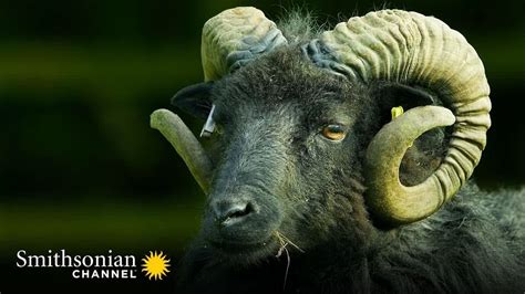 Rams Establish Dominance Ahead Of Mating Season Wild Tales From The Farm Smithsonian