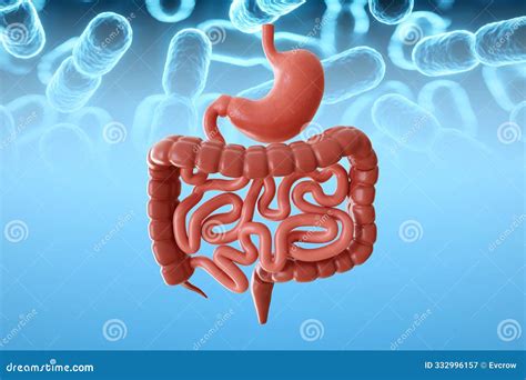 Human Intestines With Probiotics Stock Illustration Illustration Of