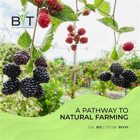 Bvt Bee Vectoring Technologies On Linkedin Bvt Provides A High