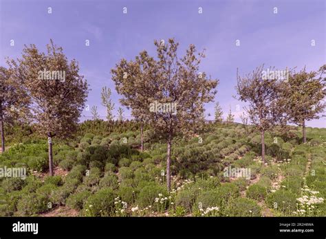 Urban Park With Young Trees Hedges And Flowers On A Clear Day With