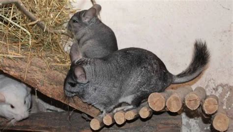 How Big Do Chinchillas Get Growth Rate And Size