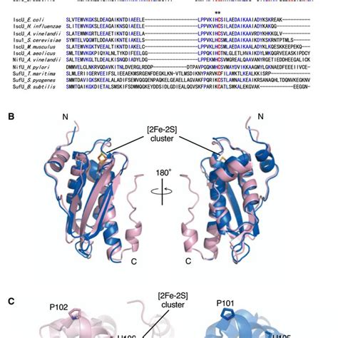 Structural Comparison Between E Coli Iscu And A Aeolicus Iscu A
