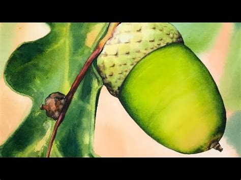 Painting Acorn In Watercolor Vibrancy And Layers Youtube