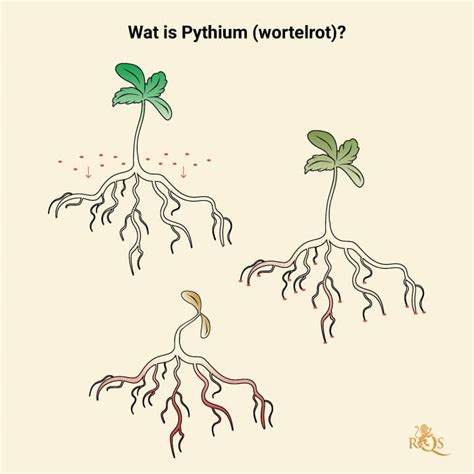 Hoe Behandel Je Pythium Wortelrot Bij Wietplanten RQS Blog