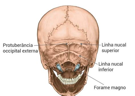 Resumo Da Anatomia Dos Ossos Do Crânio Sanarmed♐ Aproveite Os Bônus Do Kto Thesunee