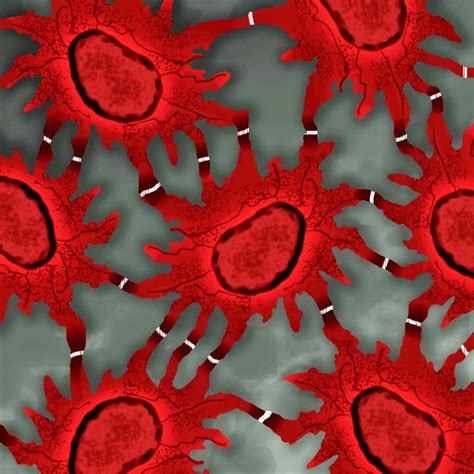 Stratum Spinosum Prickle Cell Layer Functions Of Stratum Spinosum The Dynamic Natural Skin