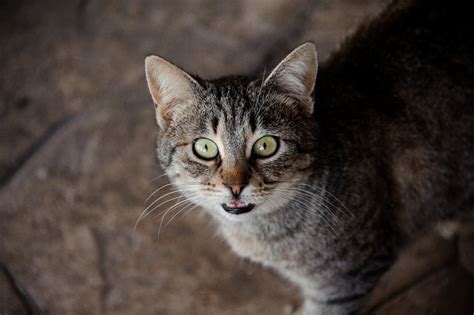 Психологический тест с картинками котов Мир хитростей