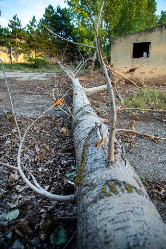 쓰러진 나무 그루터기 불에 탄 나뭇가지와 나무 조각이 불씨와 쓰레기로 변한 이미지 0명에 대한 스톡 사진 및 기타 이미지 0명 가로수 거친 Istock