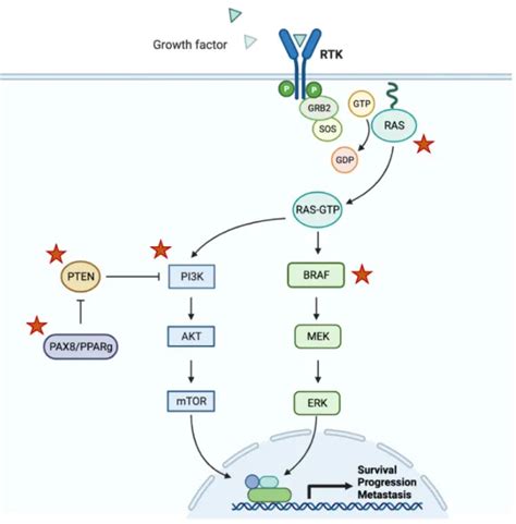 Biomarkers Of Aggressive Thyroid Cancer