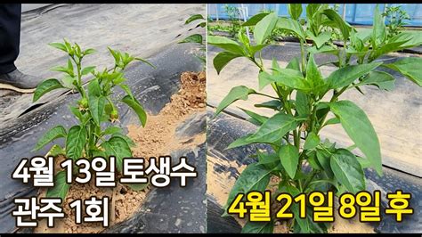 고추 3월 19일 정식 후 4월13일에 토생수 관주 1회 8일 뒤에 확인 한 결과 정말 너무 잘 커줬습니다 절간도 짧고 대도 굵게 20년 동안 고추 농사 중에 최고랍니다