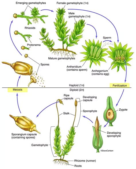 Chart Pollination Fertilization Artofit